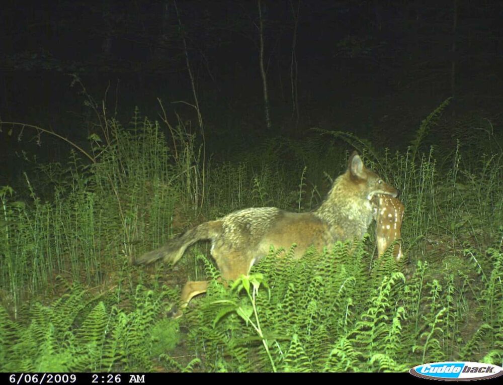 Amazing Trail-Camera: Coyote Chases Deer! - Big Deer