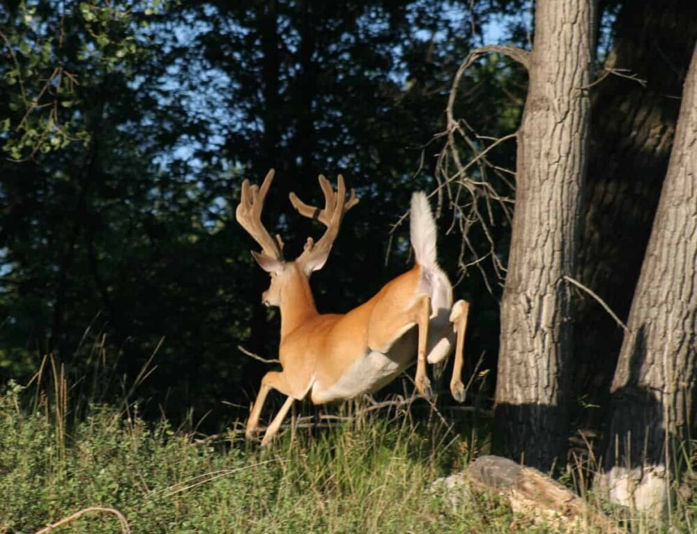 The Color of Deer Antlers - Big Deer