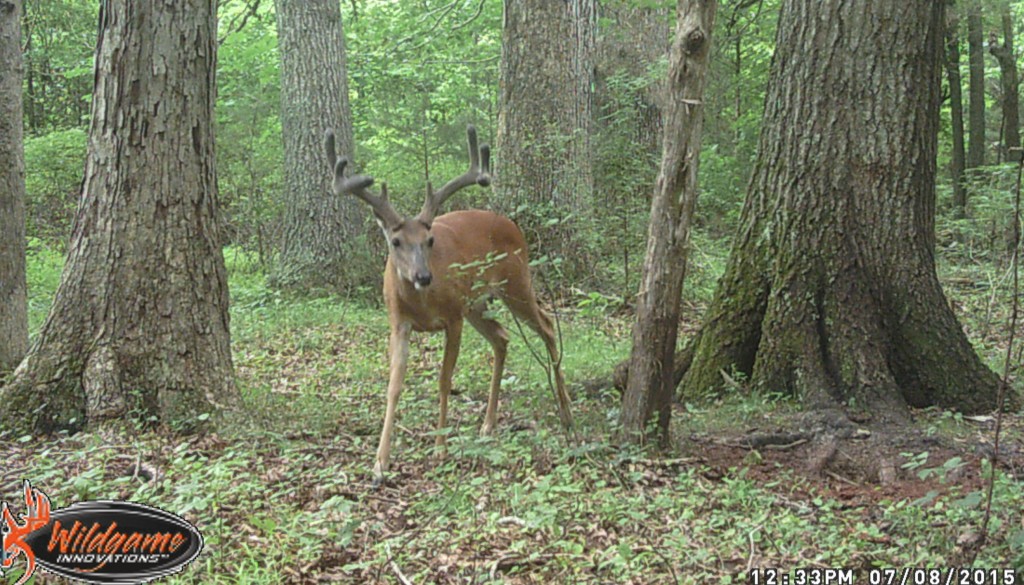 6 Trail-Camera Photos - Big Deer
