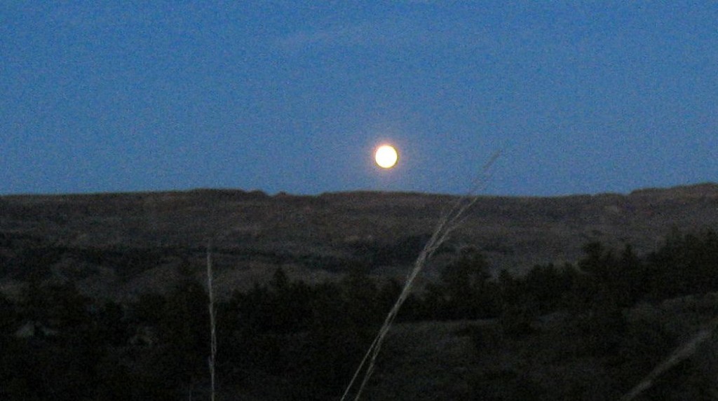 Big Deer’s 2024 Moon-Rut Guide - Big Deer
