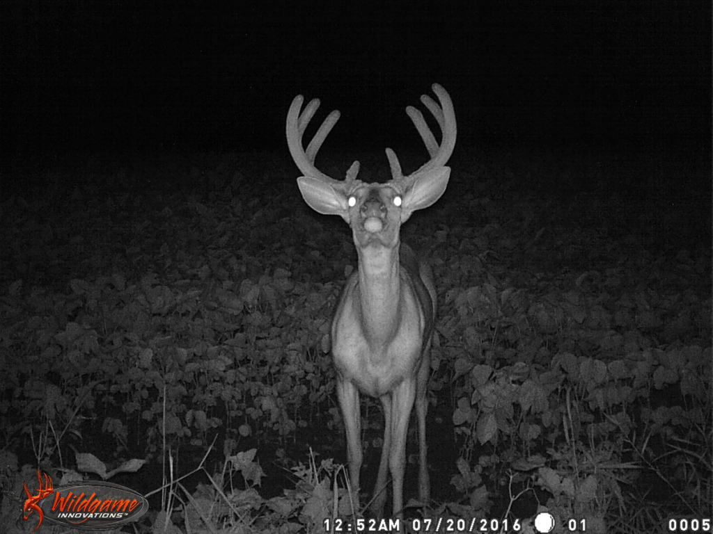 Deer Hunting: 3 Must-Do Trail Camera Tips - Big Deer