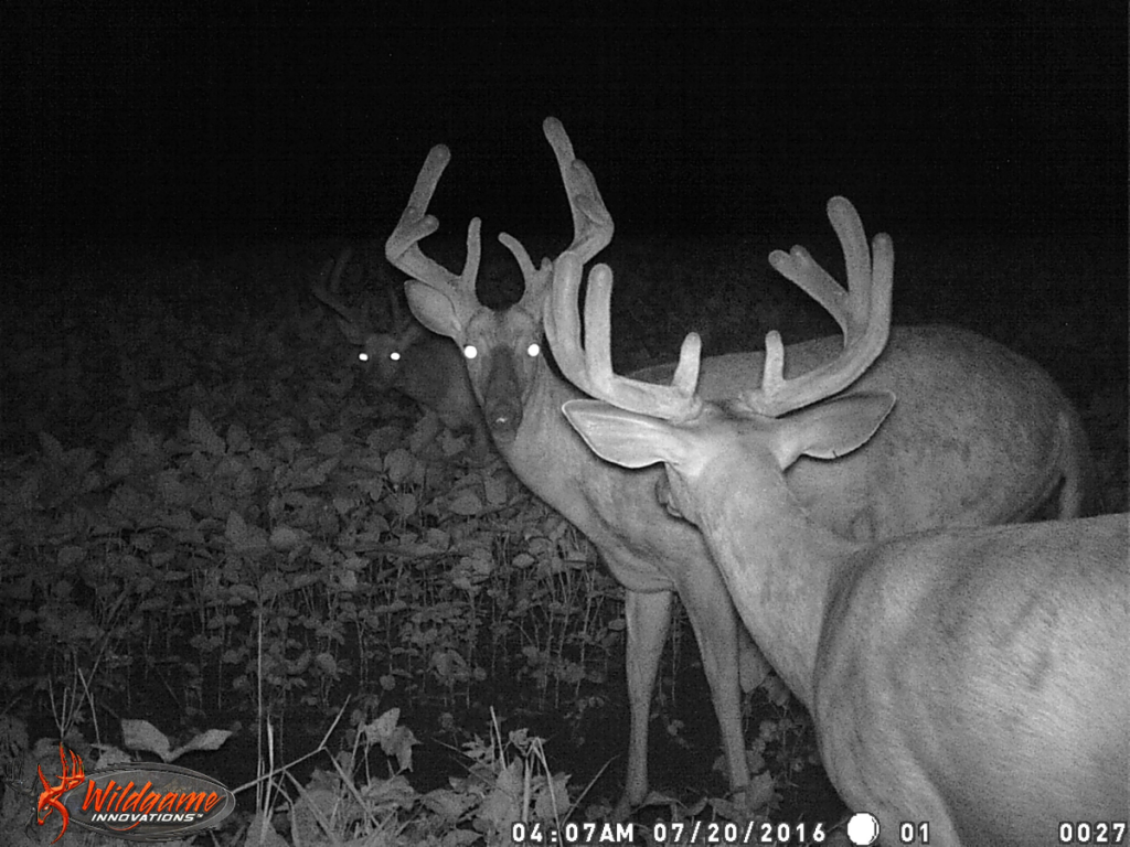 Deer Hunting: 3 Must-Do Trail Camera Tips - Big Deer