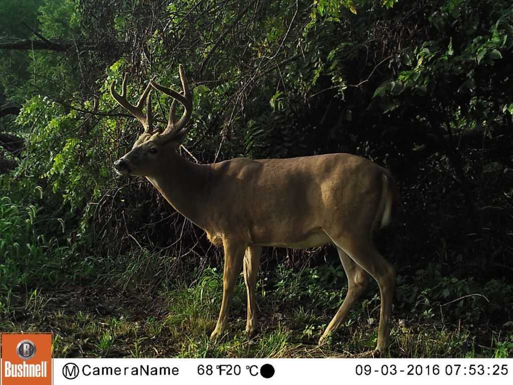 Missouri: 6½-Year-Old Ghost Buck - Big Deer