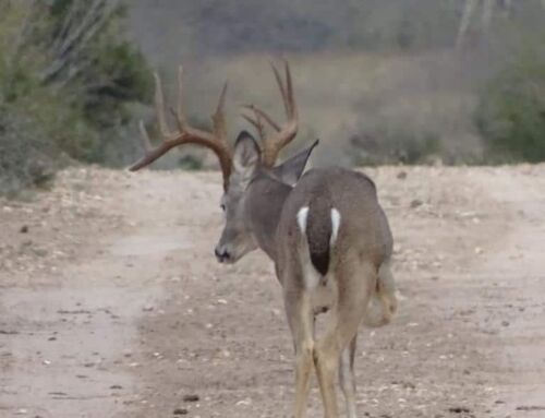 Alabama Hunter Shoots Big-Nose “Bullwinkle” Buck - Big Deer
