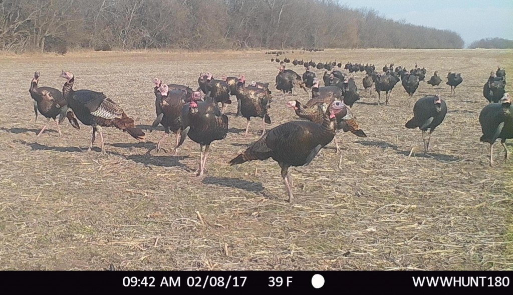 Amazing Wild Turkey Trail-Camera: Kansas Birds Gone Wild! - Big Deer