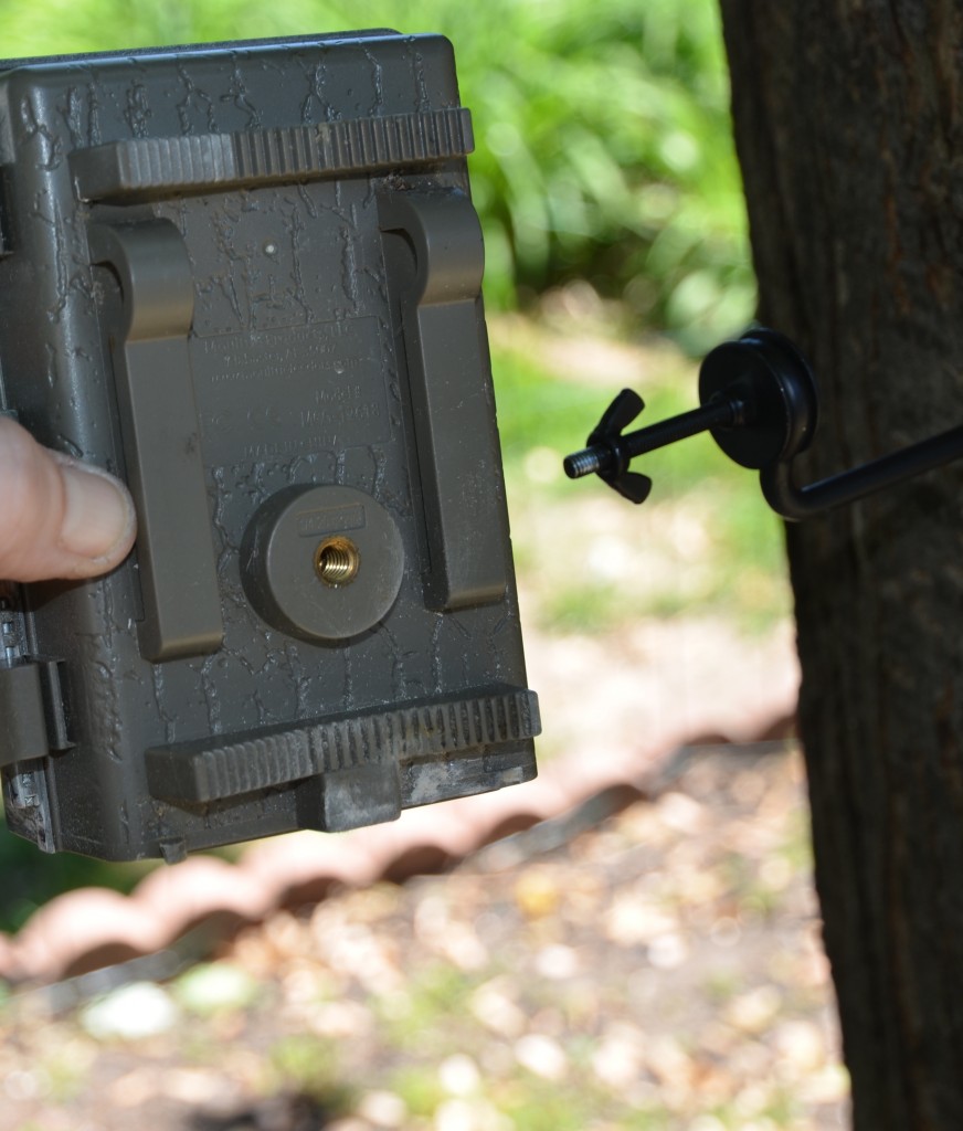 DIY Deer: Cheap, Easy Trail-Camera Fasteners - Big Deer