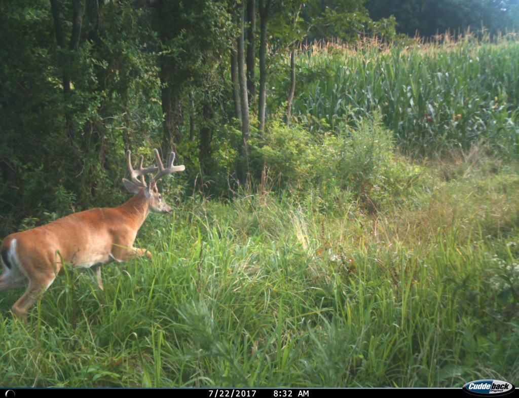 Trail-Camera Tuesday, July 2017 - Big Deer