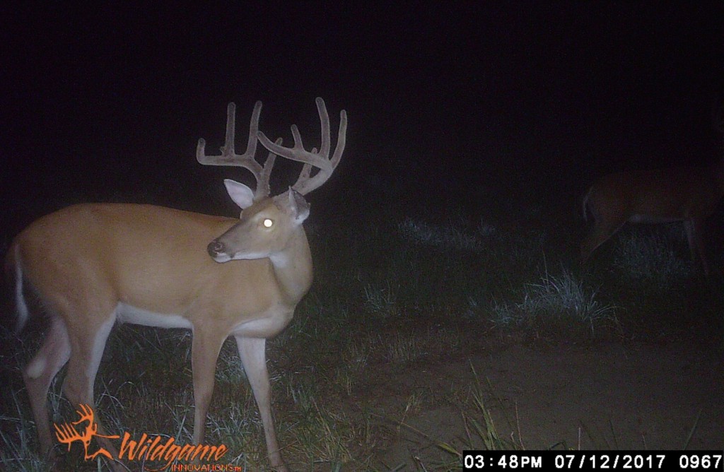 Trail-Camera Tuesday, July 2017 - Big Deer