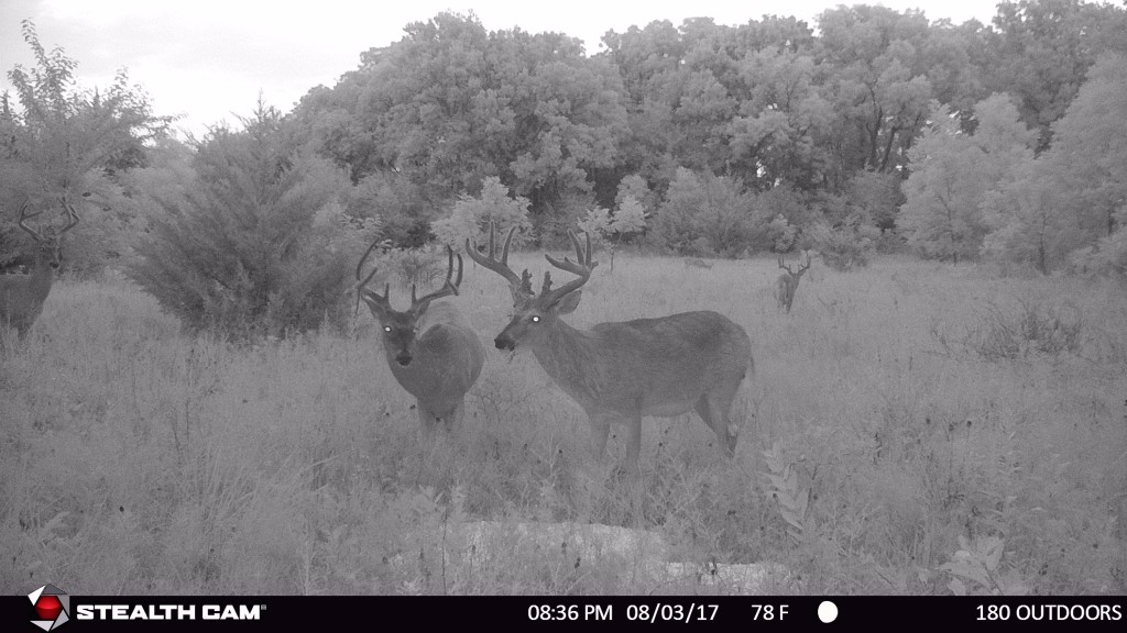 Trail-Cam Photo Friday - Big Deer