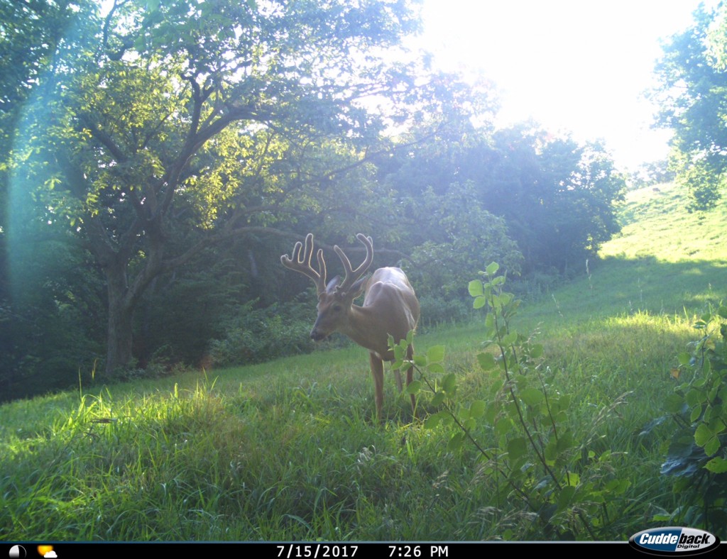 Trail-Cam Photo Friday - Big Deer