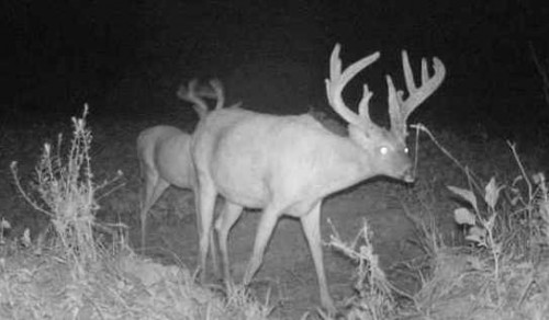 Kentucky Bowhunter Kills Giant Buck That Had Vanished 2 Years! - Big Deer