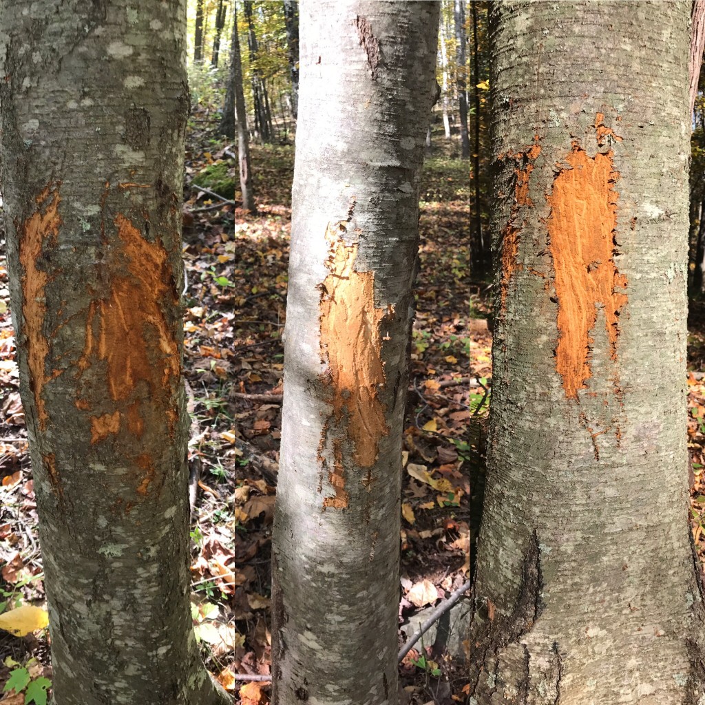 Why You Should Scout For Buck Rubs In The Spring - Big Deer