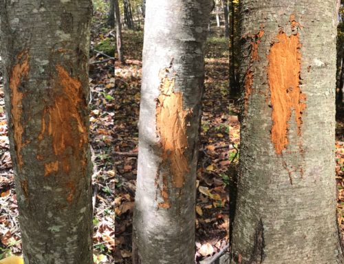 Kansas: Butcher Buck Scores 321 3/8, Biggest Non-Typical Ever In State ...