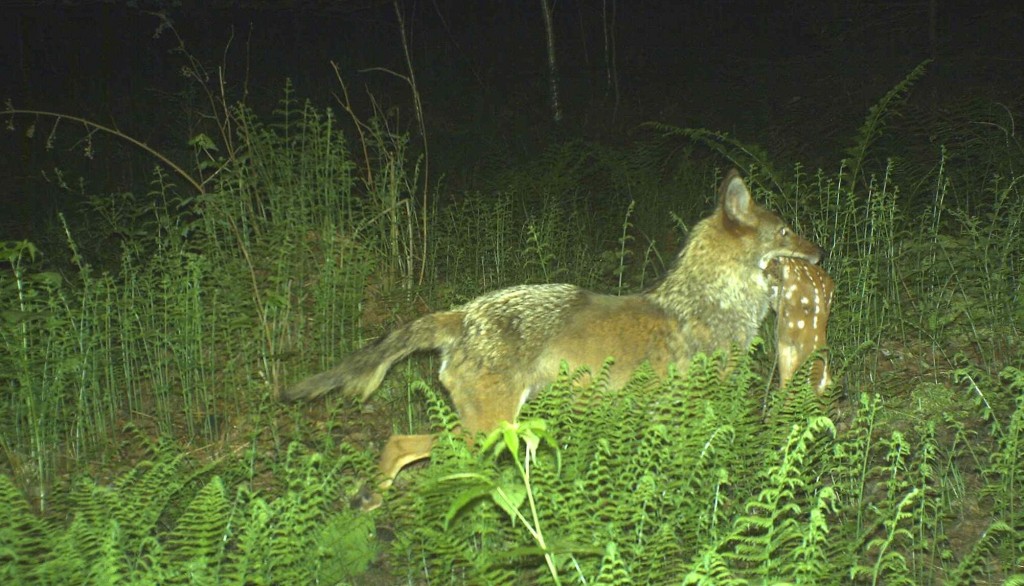 Deer Science: What Causes Most Fawn Deaths? - Big Deer