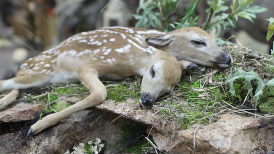 Minn: Rare Two-Headed Fawn - Big Deer