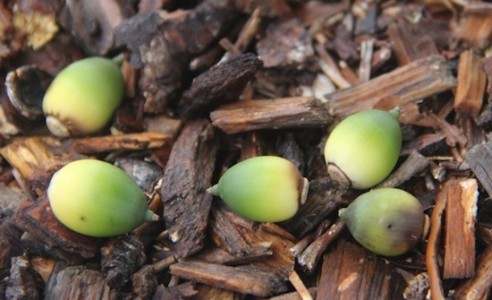 How Important Are Acorns For Deer? - Big Deer
