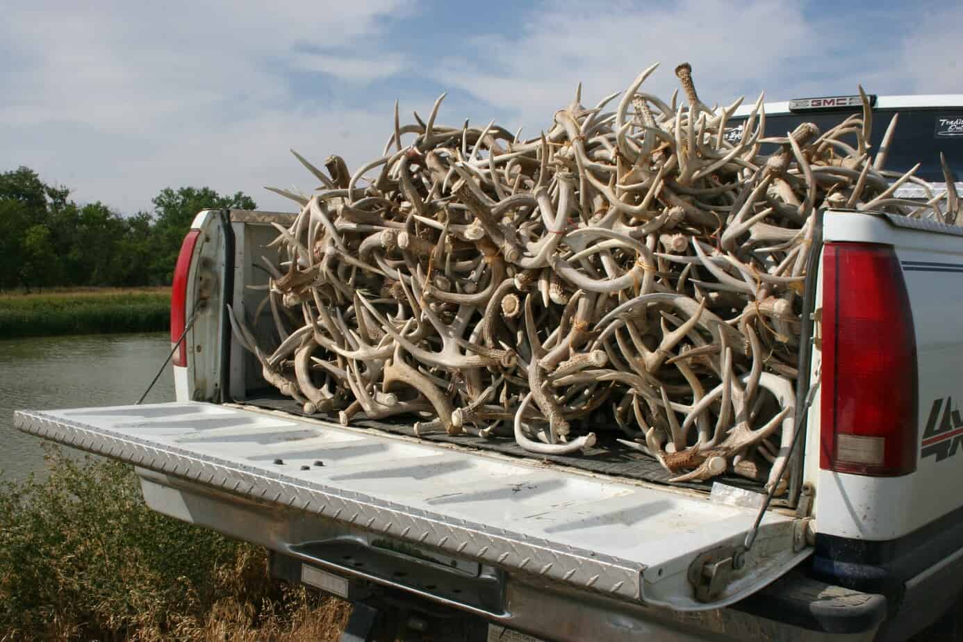 How To Find Shed Deer Antlers Big Deer