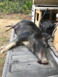 How To Process And Cook Wild Hog Meat - Big Deer