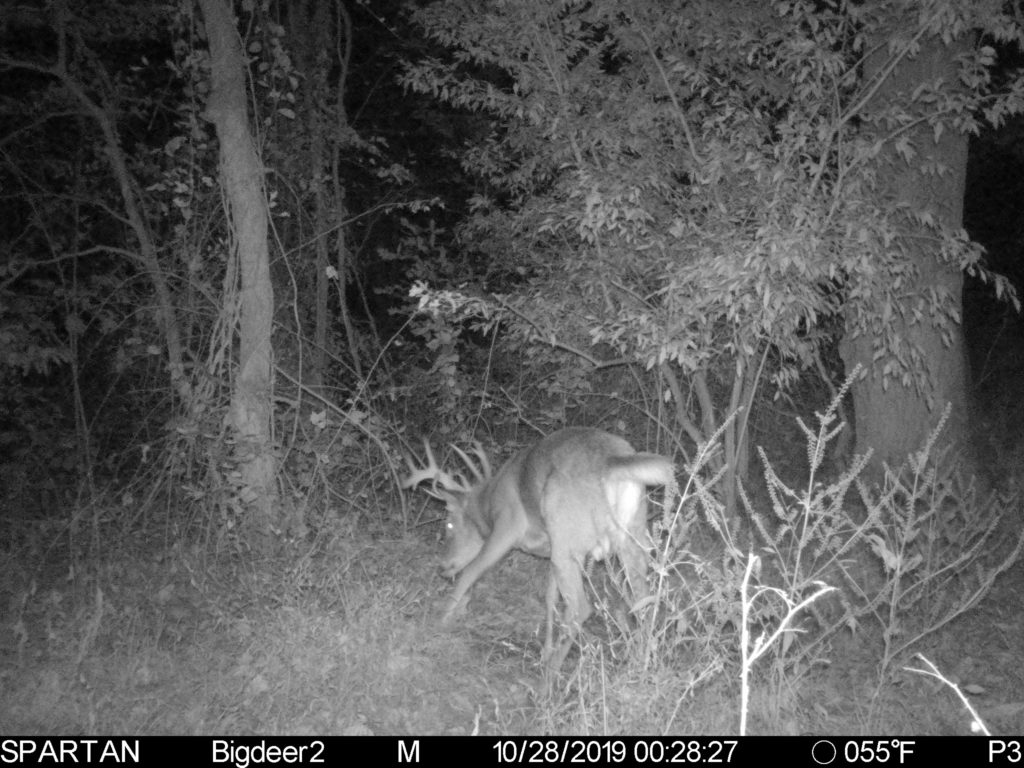 Whitetail Science: The Reason Bucks Scrape at Night - Big Deer