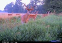 3 Facts About Buck Bachelor Groups - Big Deer