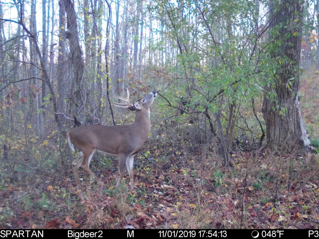 Ultimate Guide To Whitetail Buck Scrapes - Big Deer