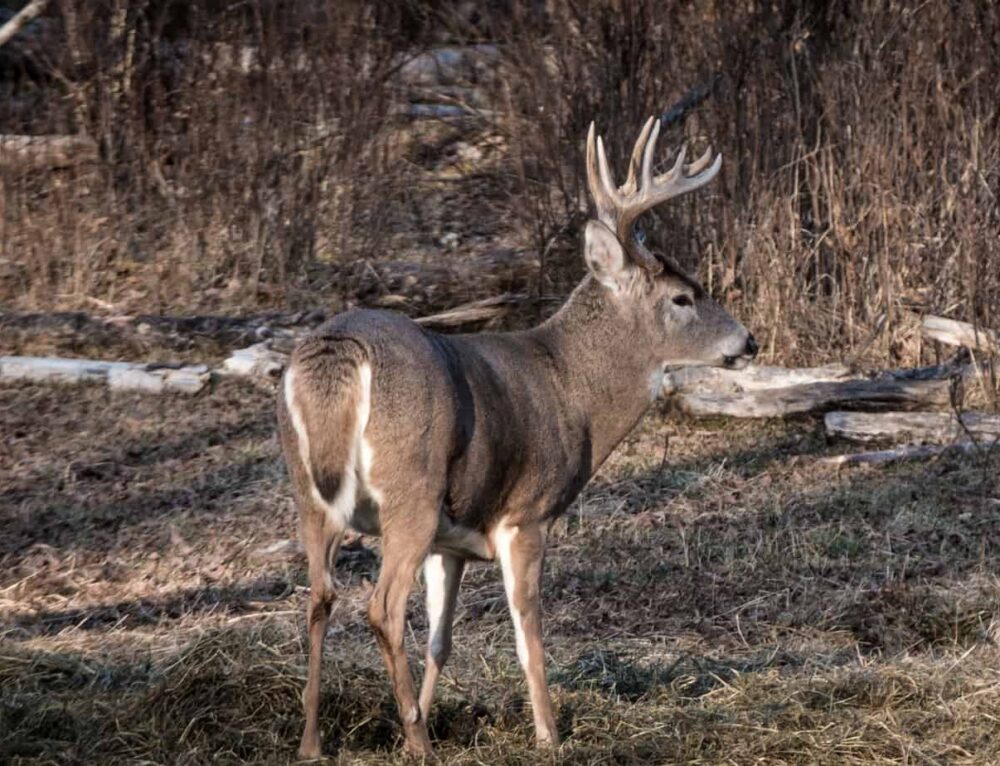 Should You Shoot a 3.5-Year-Old Buck? | Big Deer