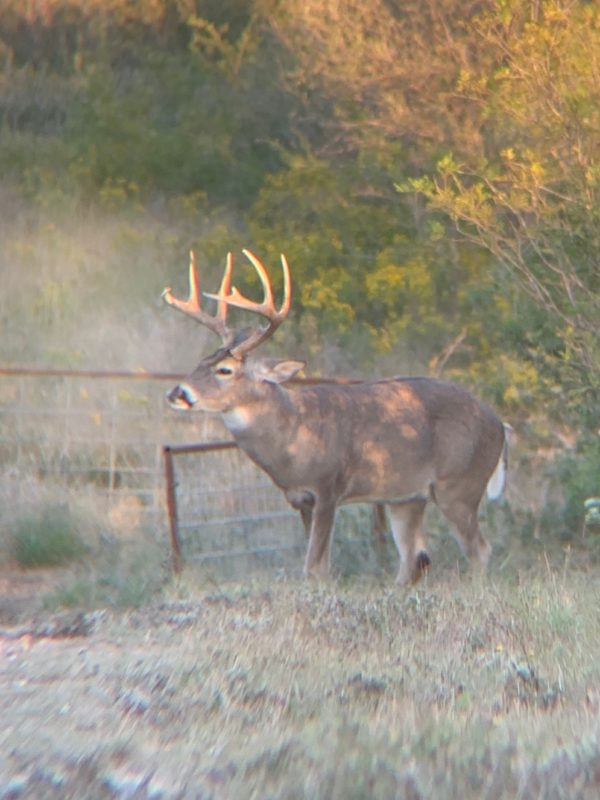 How To Judge Bucks After The Rut - Big Deer
