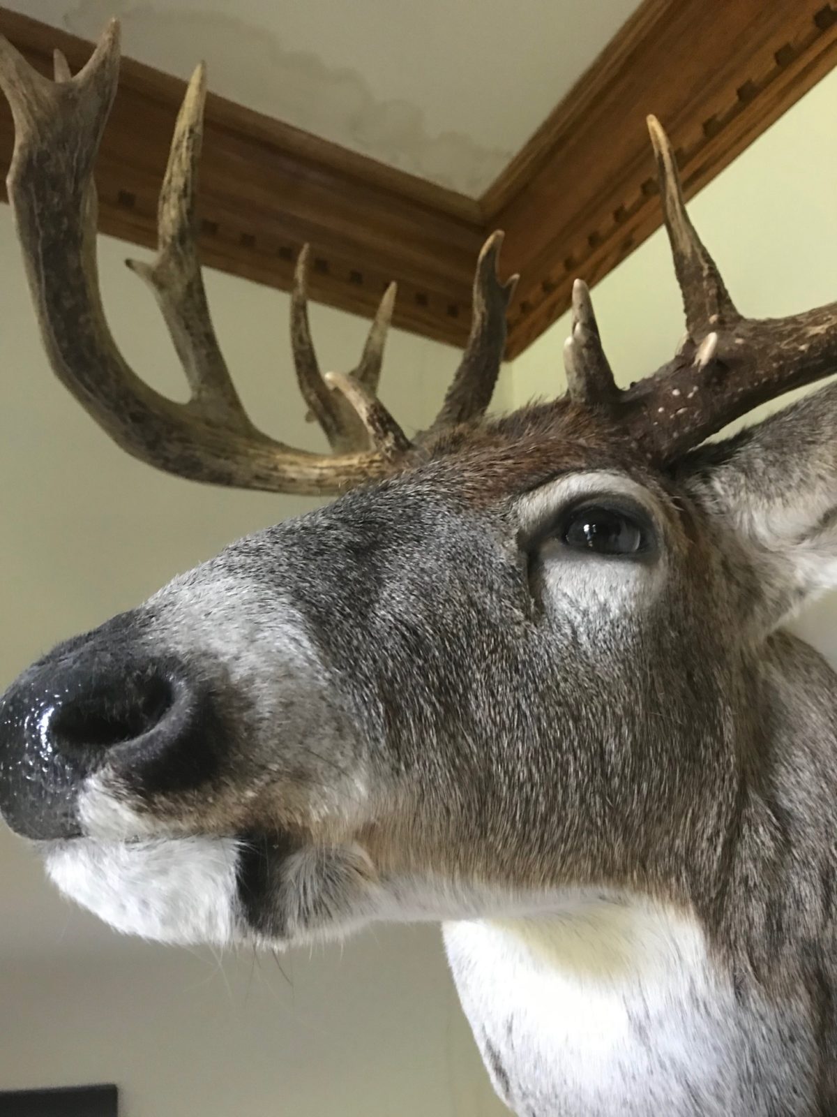 Vampire Buck: Deer With Fangs - Big Deer