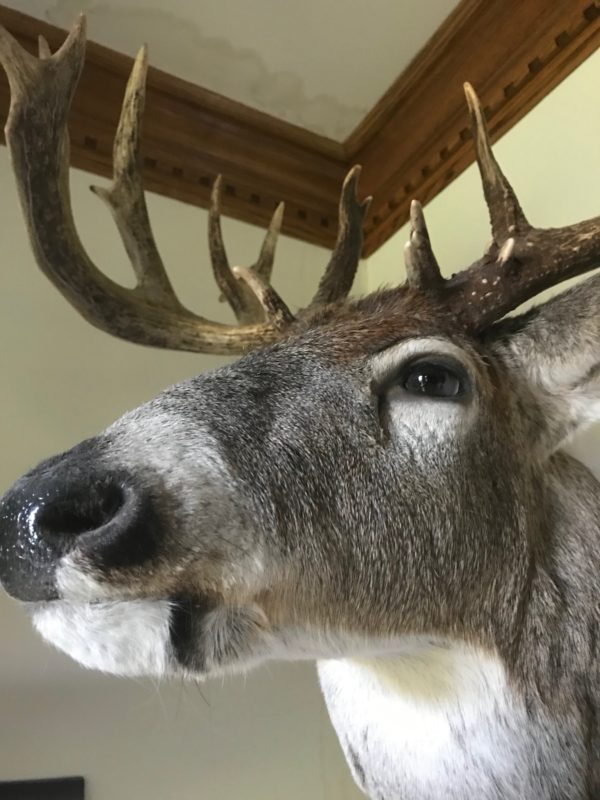 Vampire Buck: Deer With Fangs - Big Deer