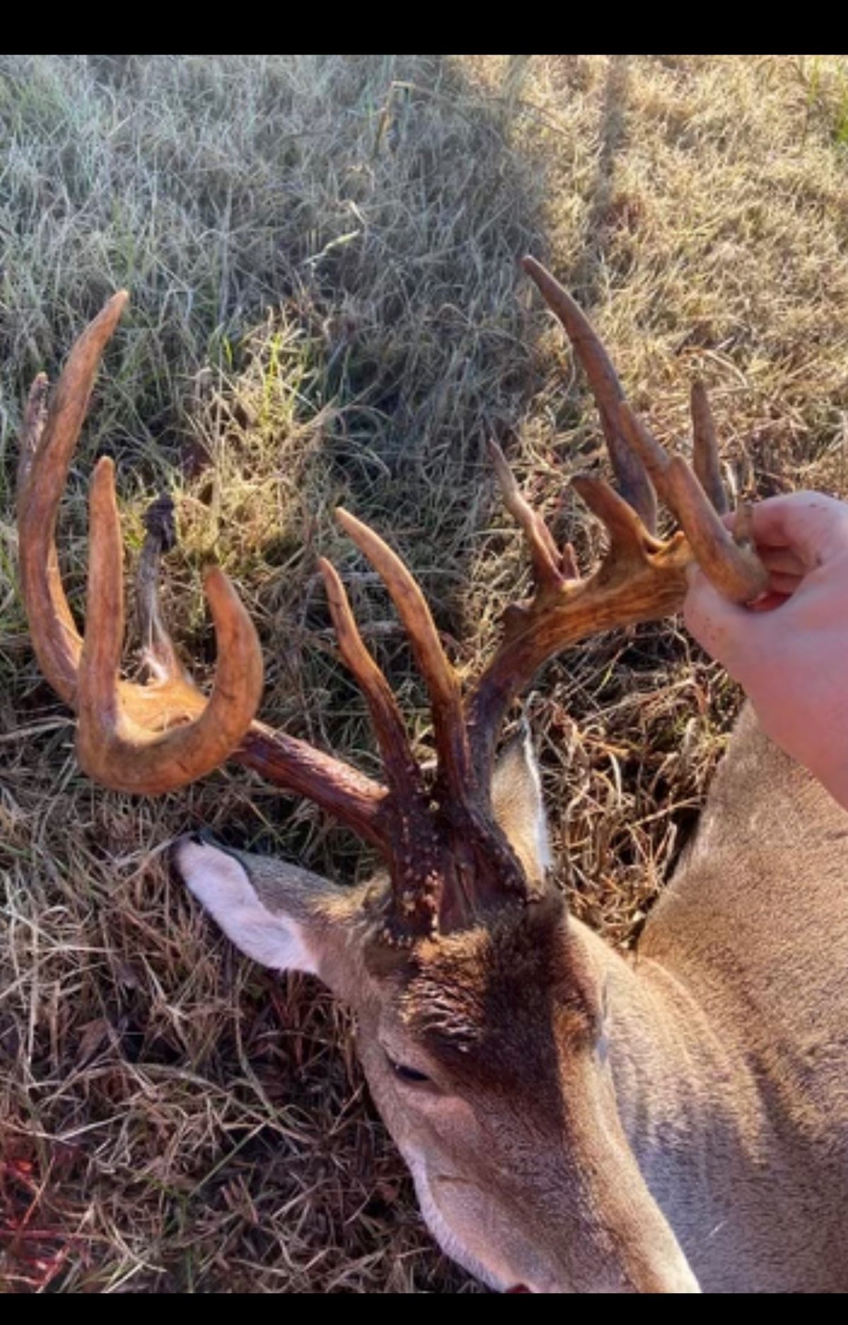 Weird Antlers: Texas Buck W/One Huge Base! - Big Deer