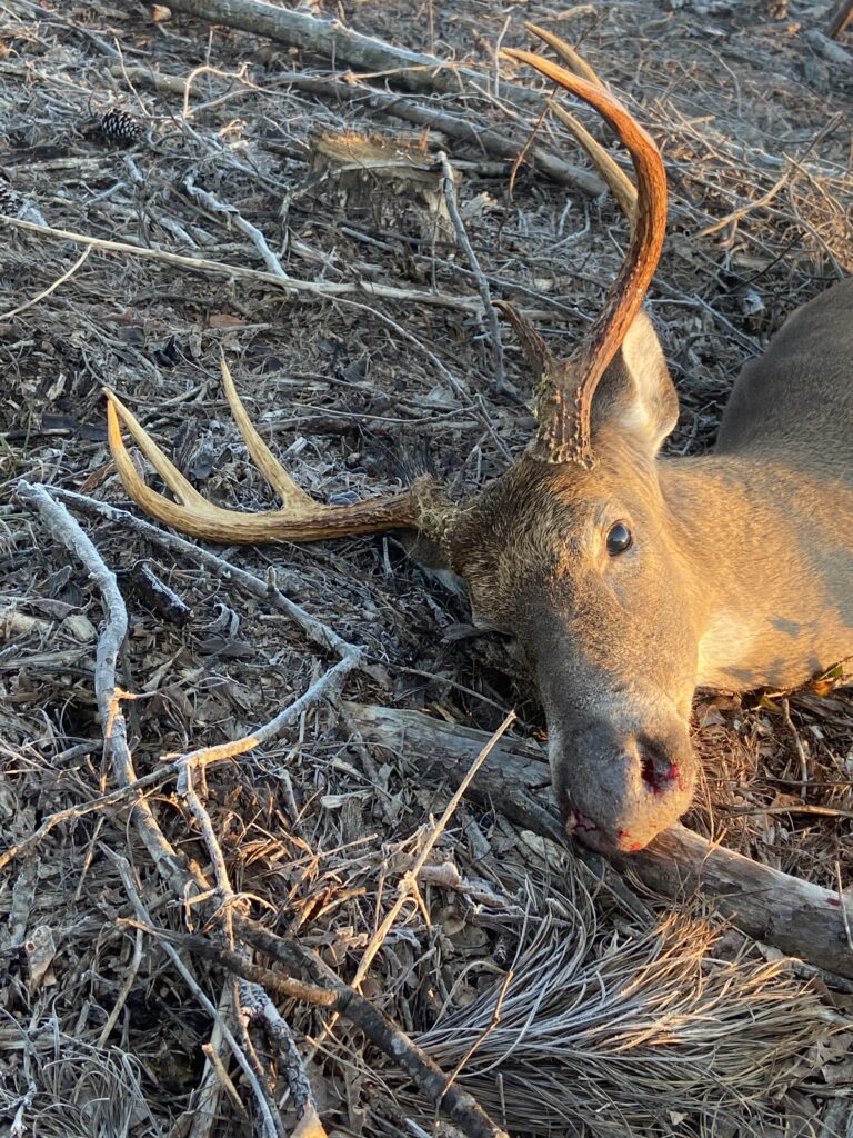 Another Bullwinkle Buck W/Swollen Nose Shot In Alabama - Big Deer