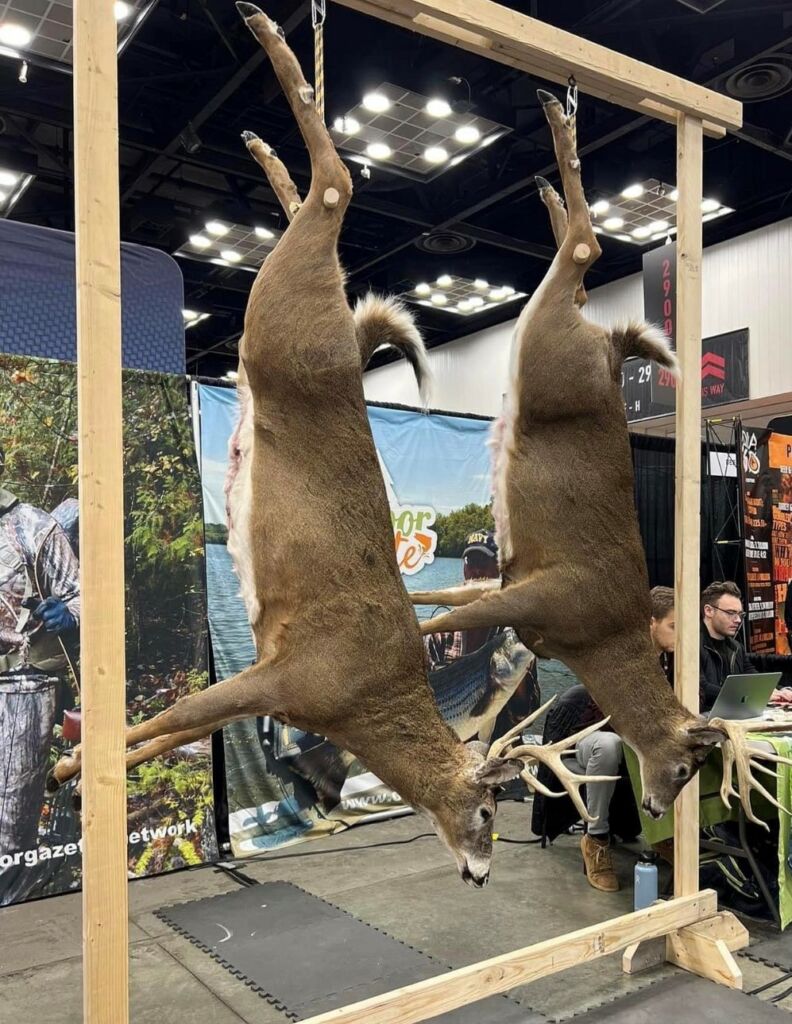 Meat Pole Deer Mount - Big Deer