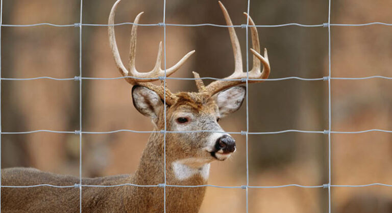 Thoughts on High-Fence Deer Hunting from a Low-Fence Hunter - Big Deer
