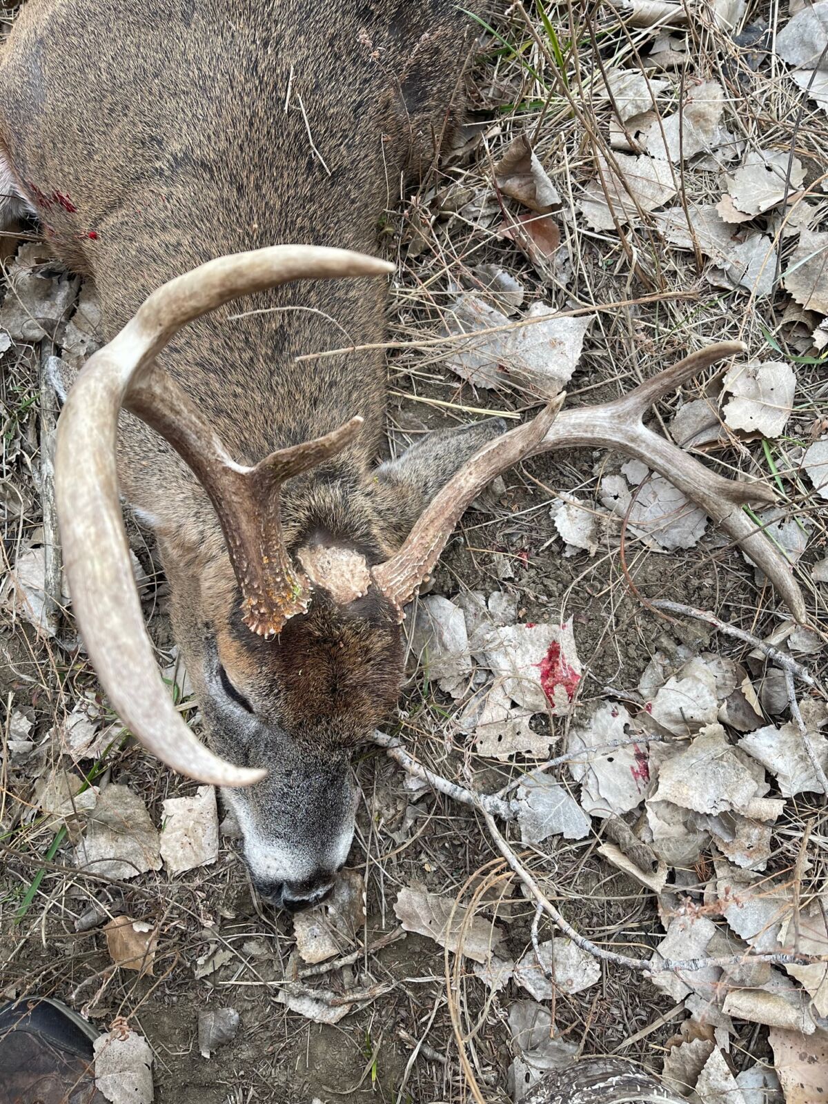 Oldest Wild Whitetail Buck Shot on Outdoor TV - Big Deer