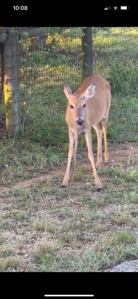 Why a Deer Eats a Snake - Big Deer