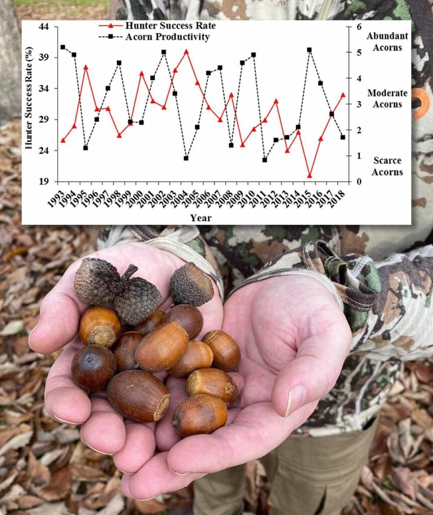 Is a Big Acorn Crop Good or Bad for Deer Hunting? - Big Deer