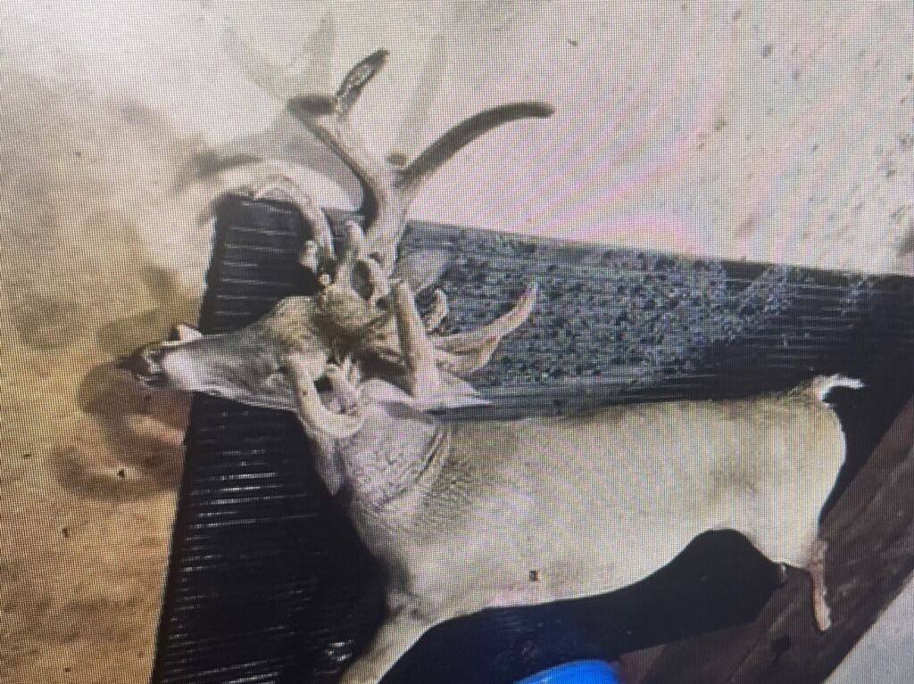 Missouri Crossbow Hunter Bags 18-Point Doe - Big Deer