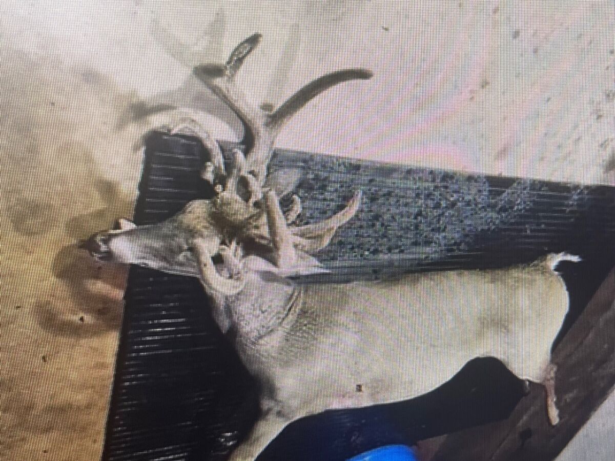 Missouri Crossbow Hunter Bags 18-Point Doe - Big Deer