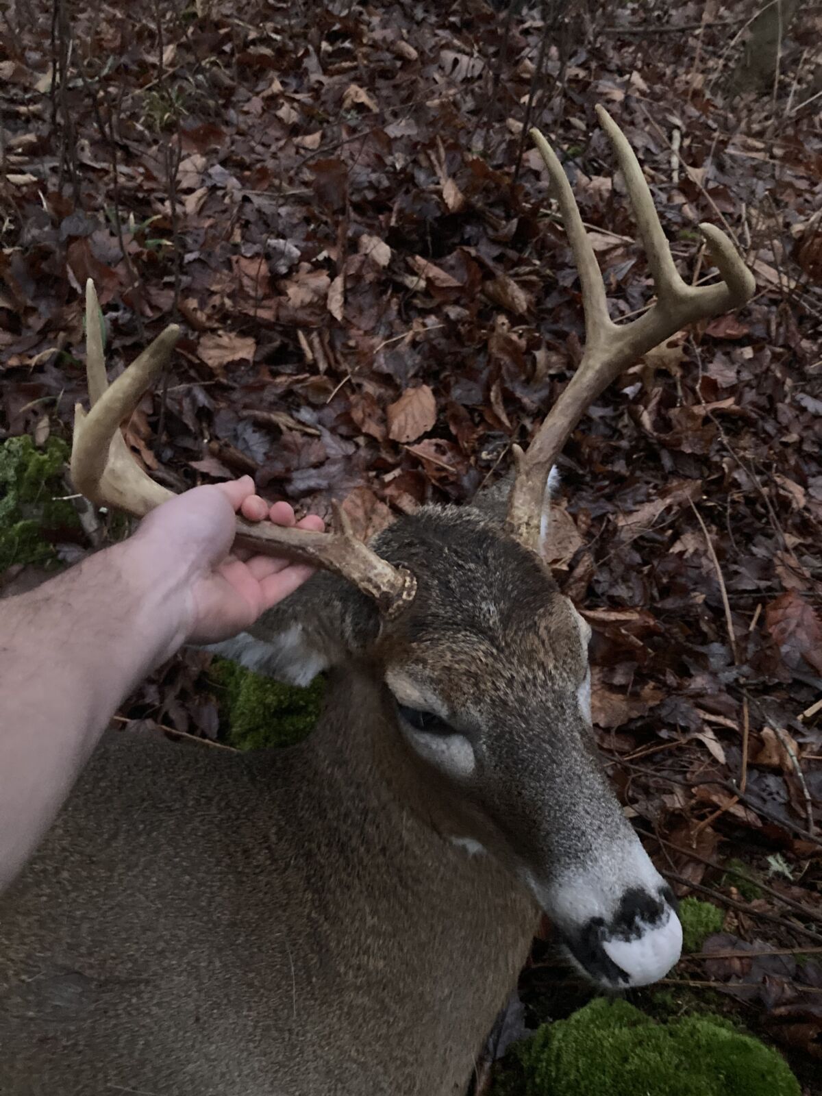 Buck w/White-tipped Nose: Rarest Deer In America? - Big Deer