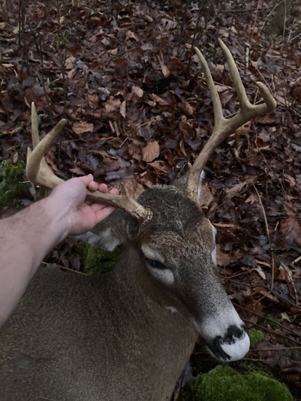 Buck w/White-tipped Nose: Rarest Deer In America? - Big Deer