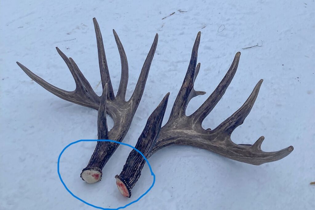 How Shed Antlers Tell the Health of Bucks - Big Deer