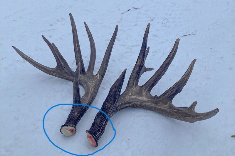 How Shed Antlers Tell the Health of Bucks - Big Deer