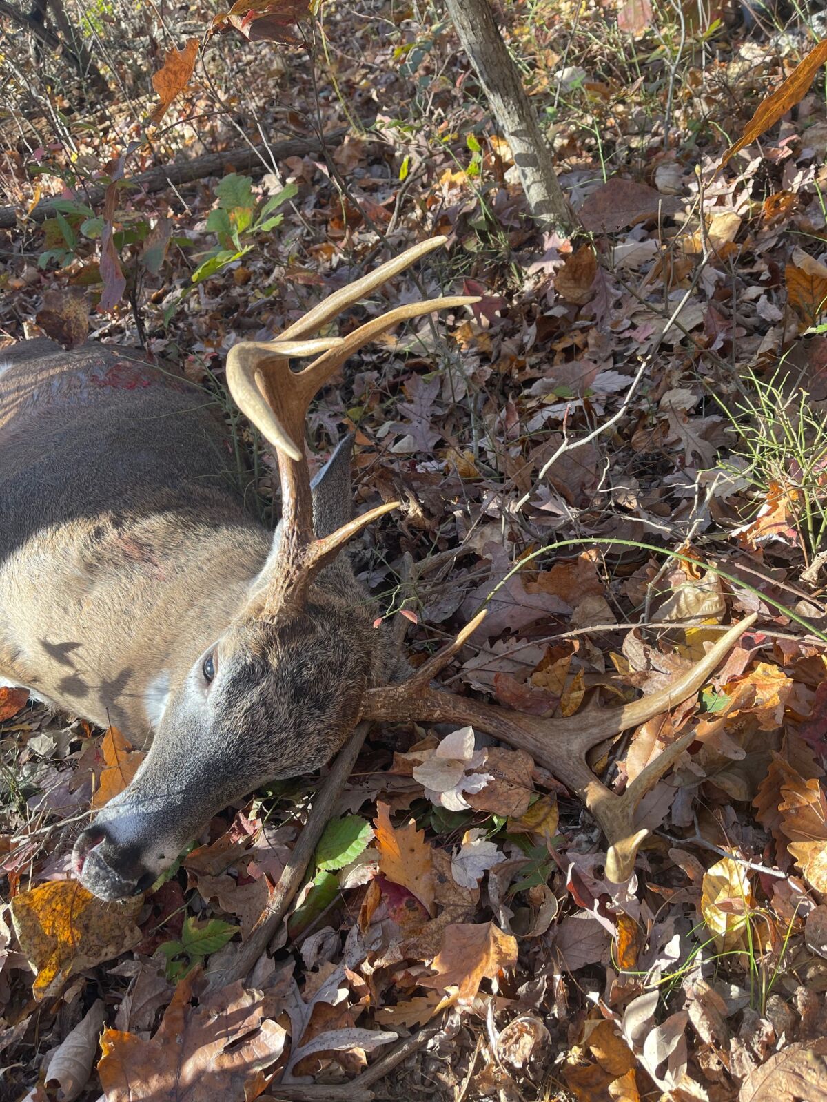 New Moon Phase Means Hot Deer Rut - Big Deer