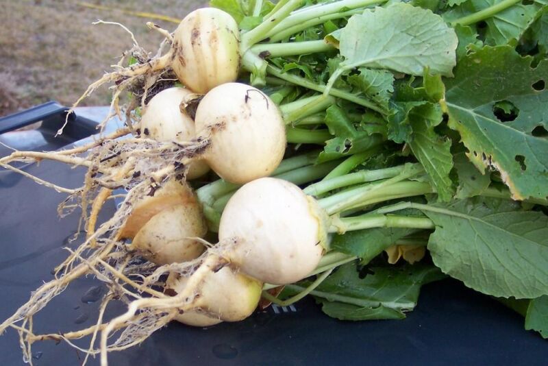 Turnip Food Plots for Deer - Big Deer