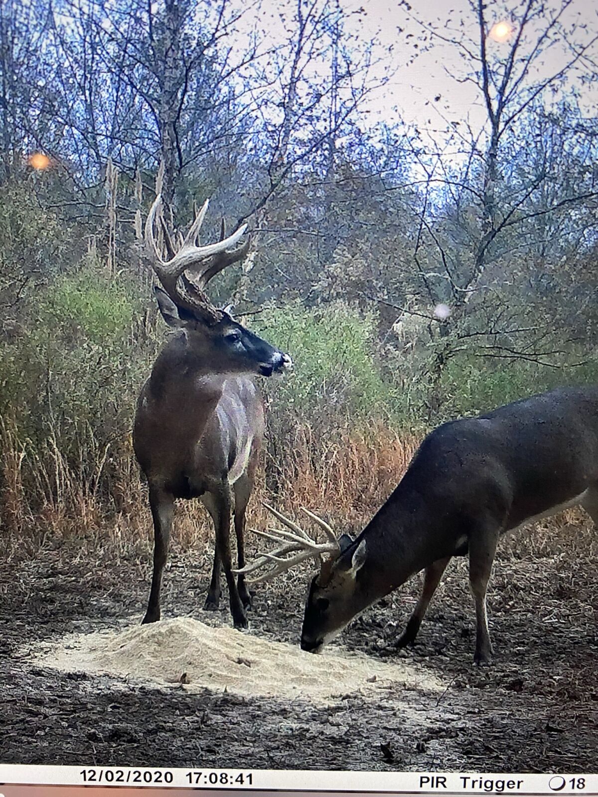 New for 2025: Tennessee Hunters Can Now Bait Deer - Big Deer
