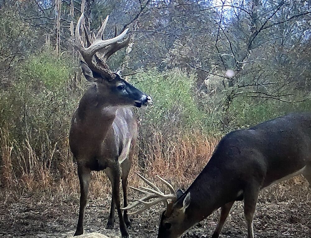 Rarest Breed: Melanistic (Black) Deer - Big Deer