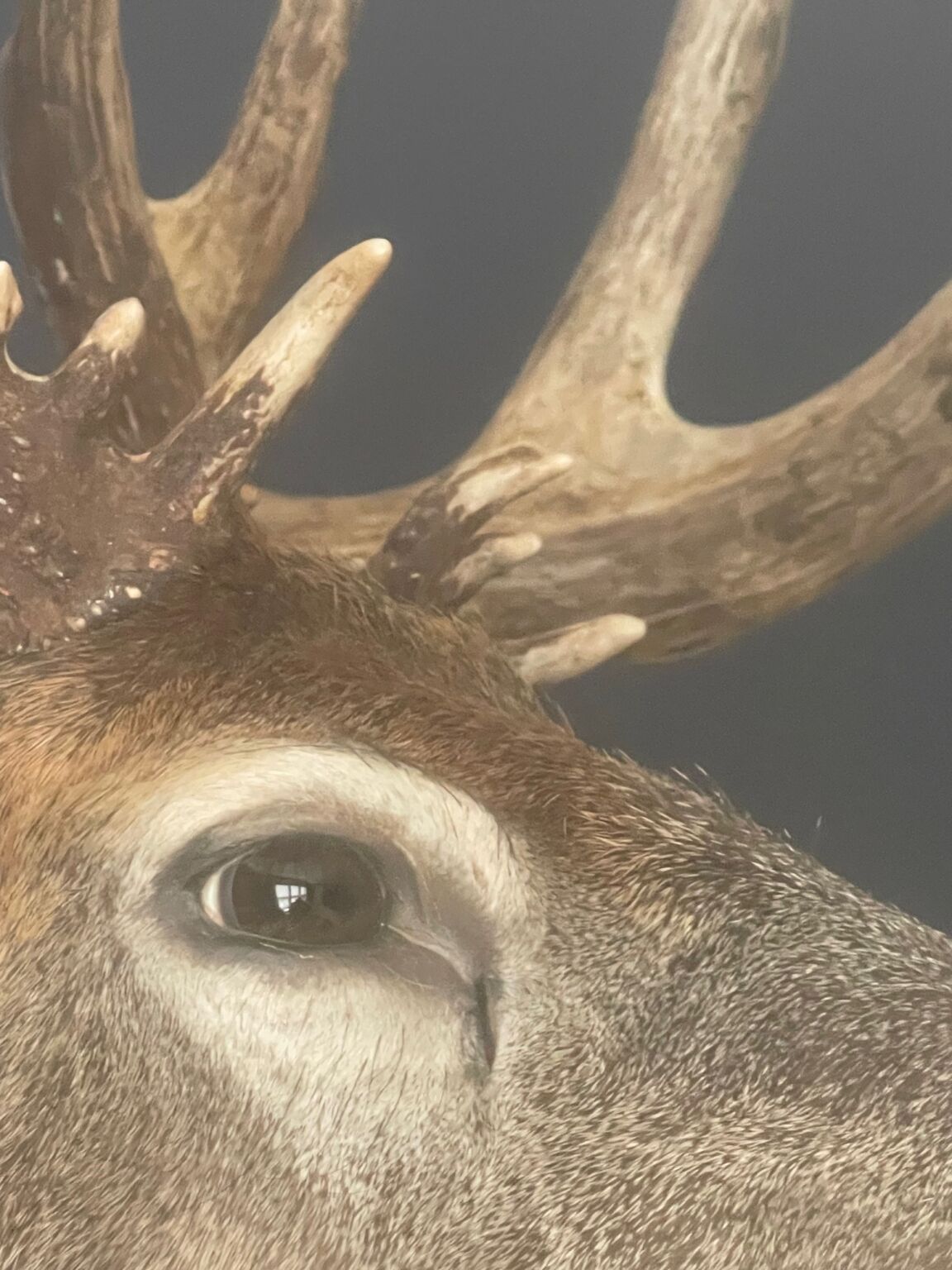 Deer Science: How Bucks See - Big Deer